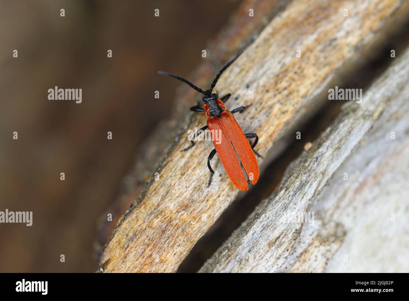 Bright red Net-winged beetle (Lygistopterus sanguineus) with black ...