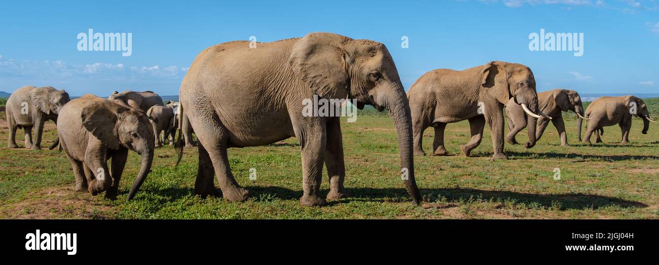 Elephants bathing, Addo Elephant Park South Africa, Family of Elephants ...