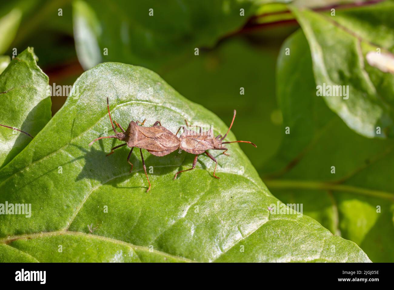 Black wasp mating hi-res stock photography and images - Alamy