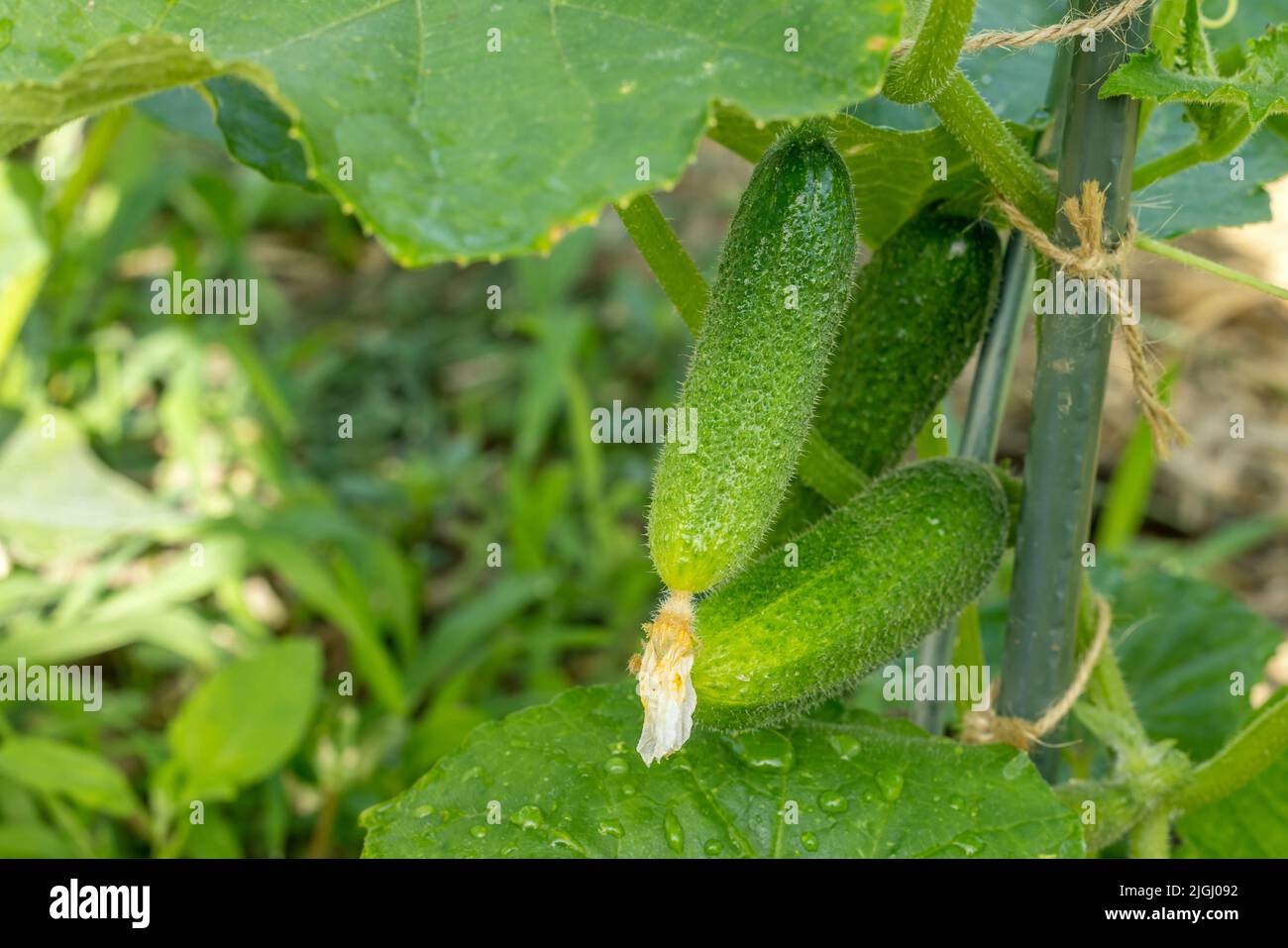 Cornichon pickles hi-res stock photography and images - Alamy