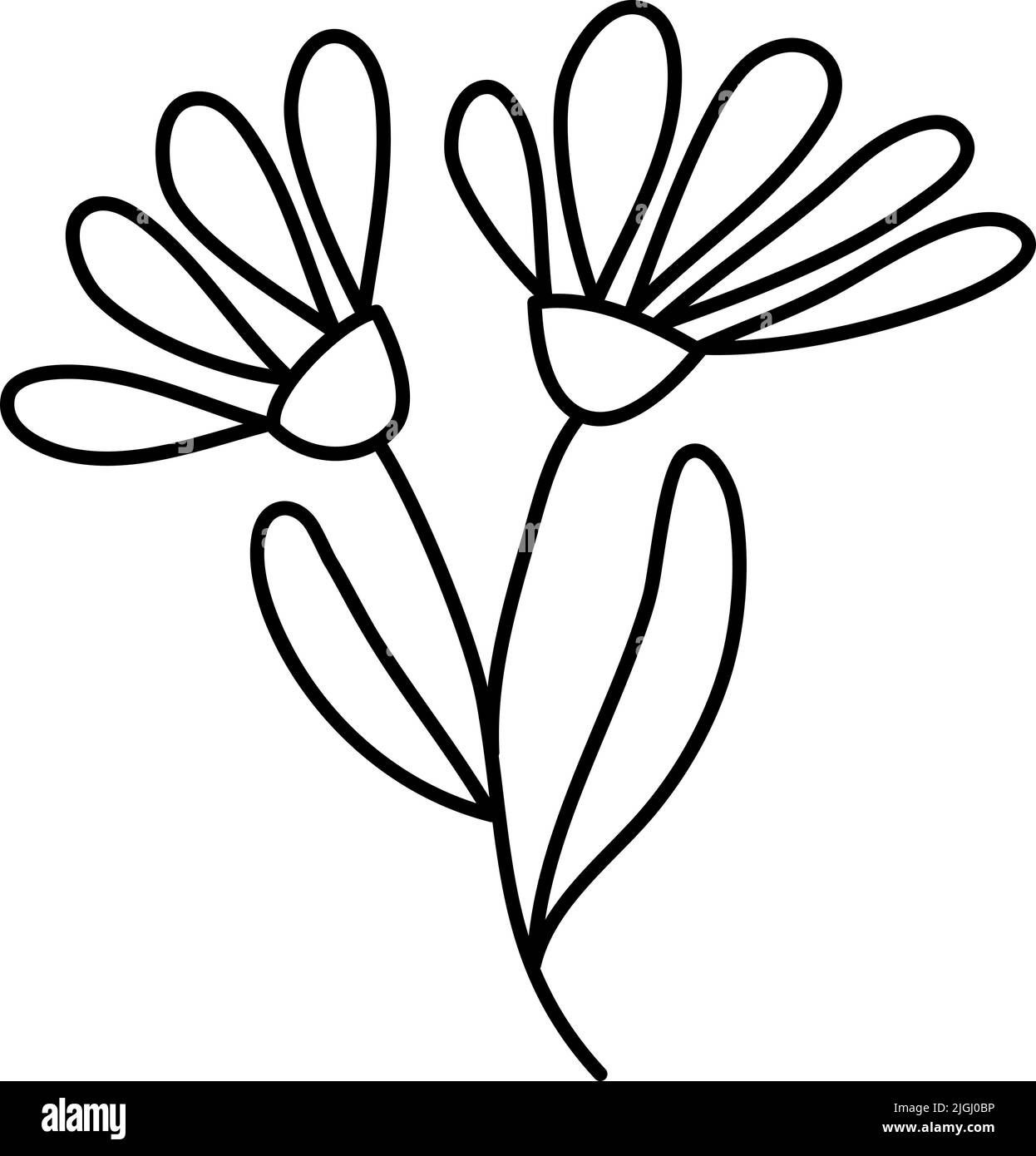 Vector simple botanical illustration of two flowers. Line artwork ...