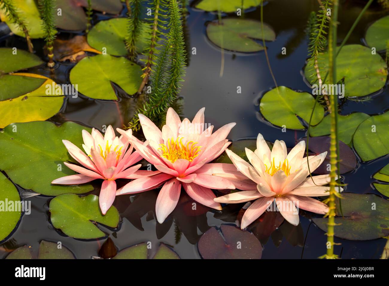 Three tropical lilies hi-res stock photography and images - Alamy