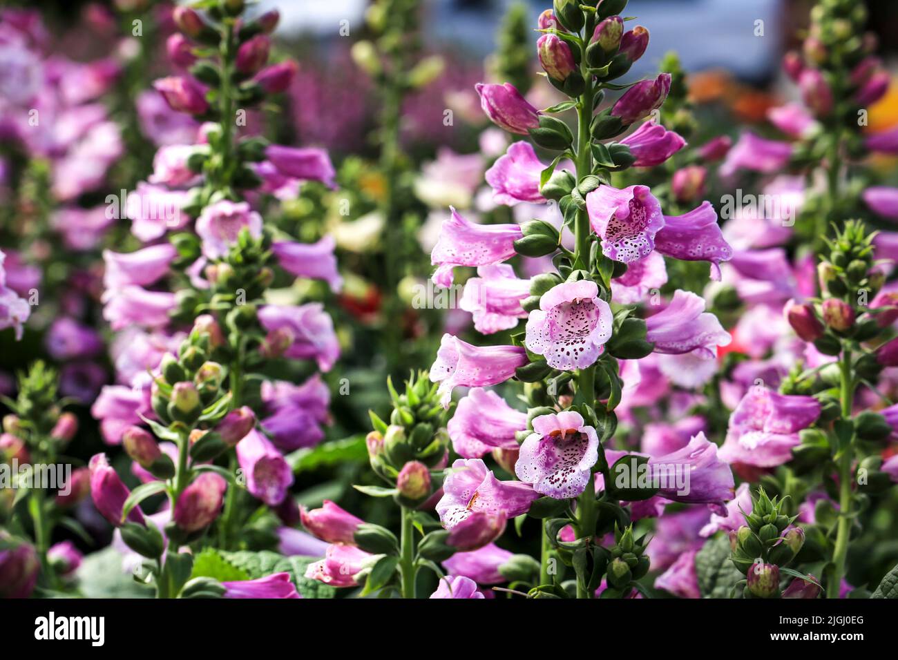 Colorful Digitalis Purpurea plants in the garden Stock Photo - Alamy