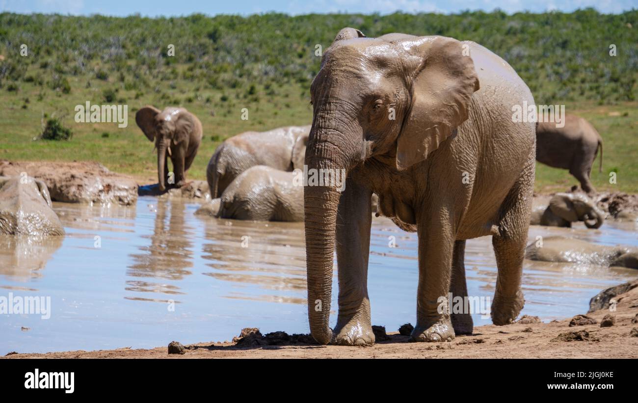 Elephants bathing, Addo Elephant Park South Africa, Family of Elephants ...