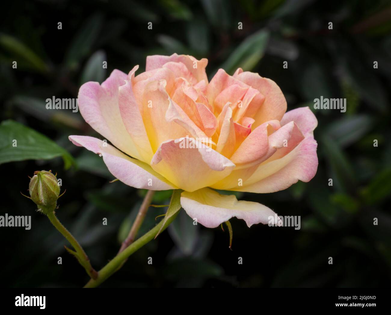 A gorgeous pink Rose in full bloom Stock Photo - Alamy