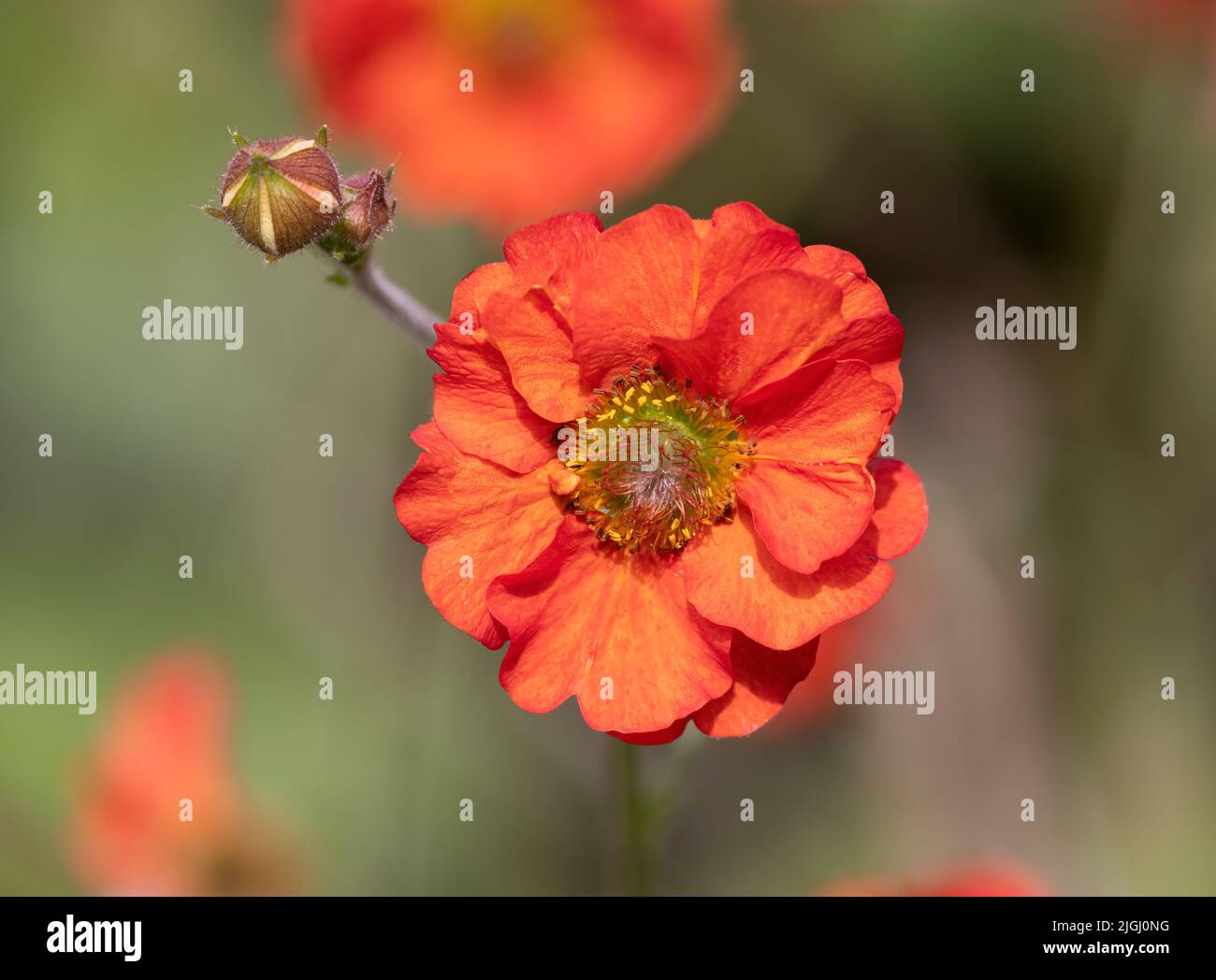 Red geums flowering hi-res stock photography and images - Alamy