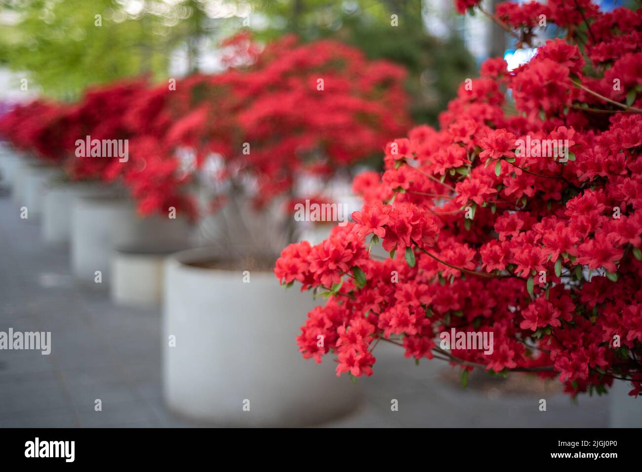 Azalea red pot hi-res stock photography and images - Alamy