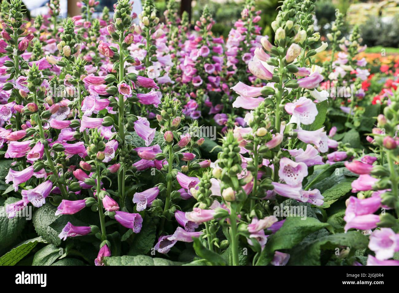 Colorful Digitalis Purpurea plants in the garden Stock Photo - Alamy