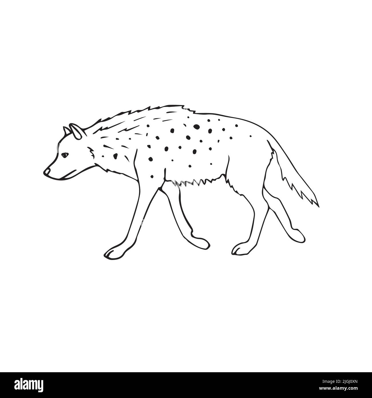 Vector hand drawn doodle sketch hyena isolated on white background ...