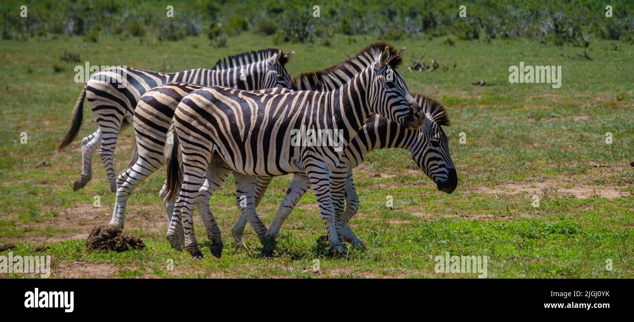 Azebra hi-res stock photography and images - Alamy