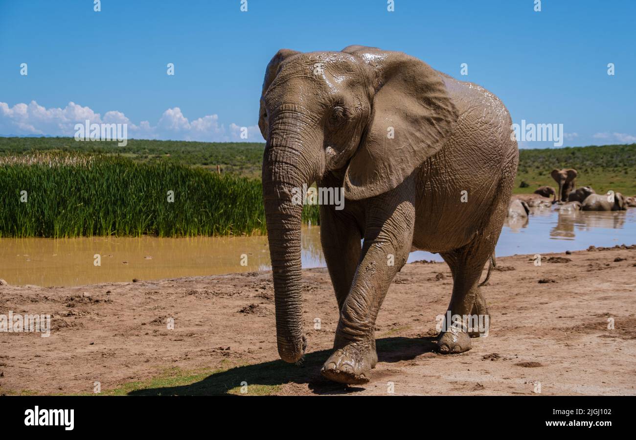 Africa botswana animal bath elephant hi-res stock photography and ...