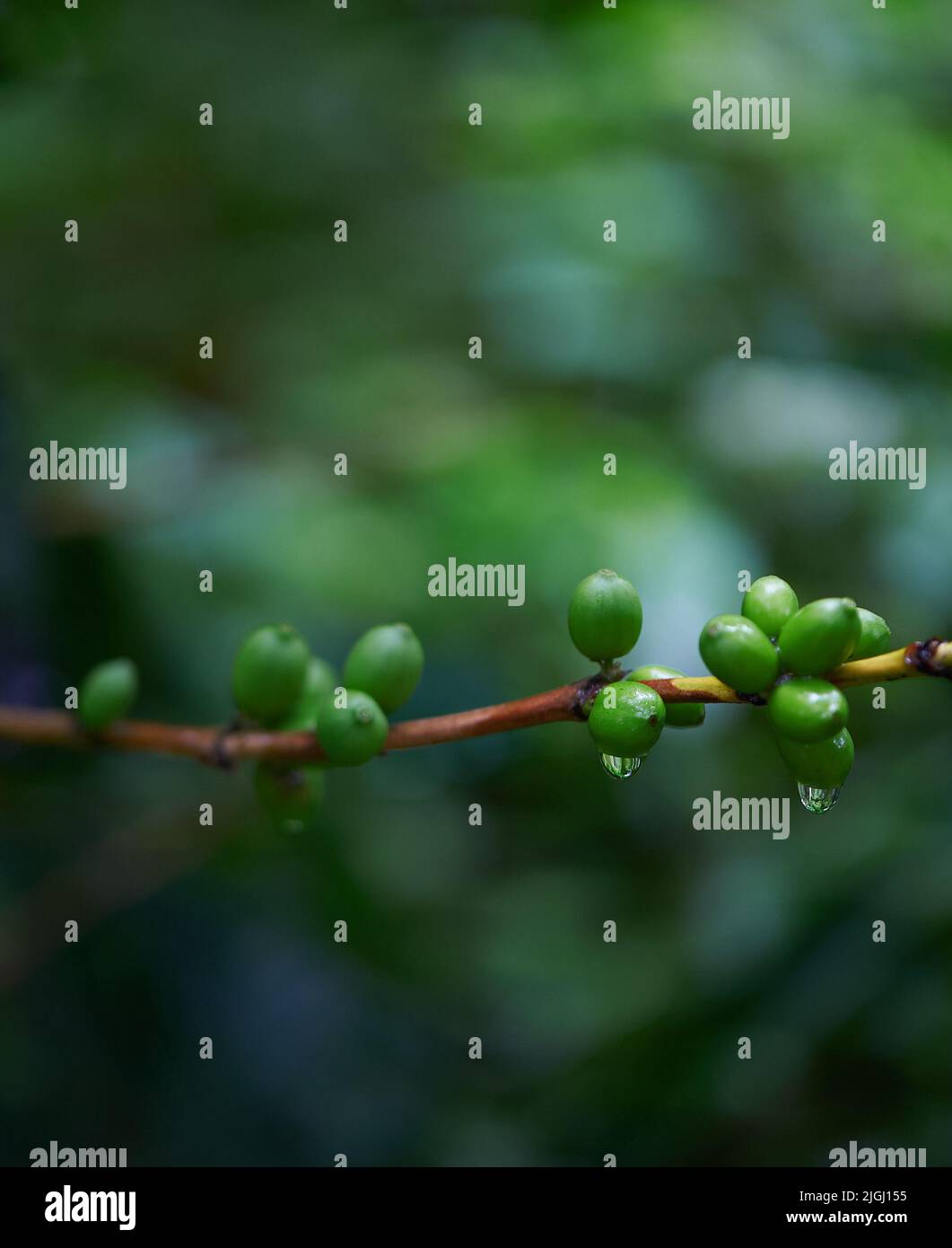 Coorg coffee hi-res stock photography and images - Alamy