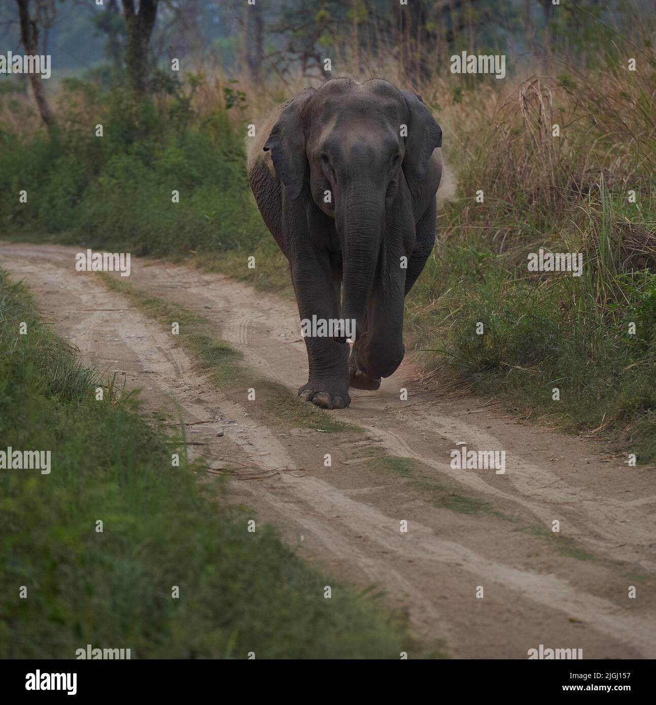 Elephant angry attack hi-res stock photography and images - Alamy