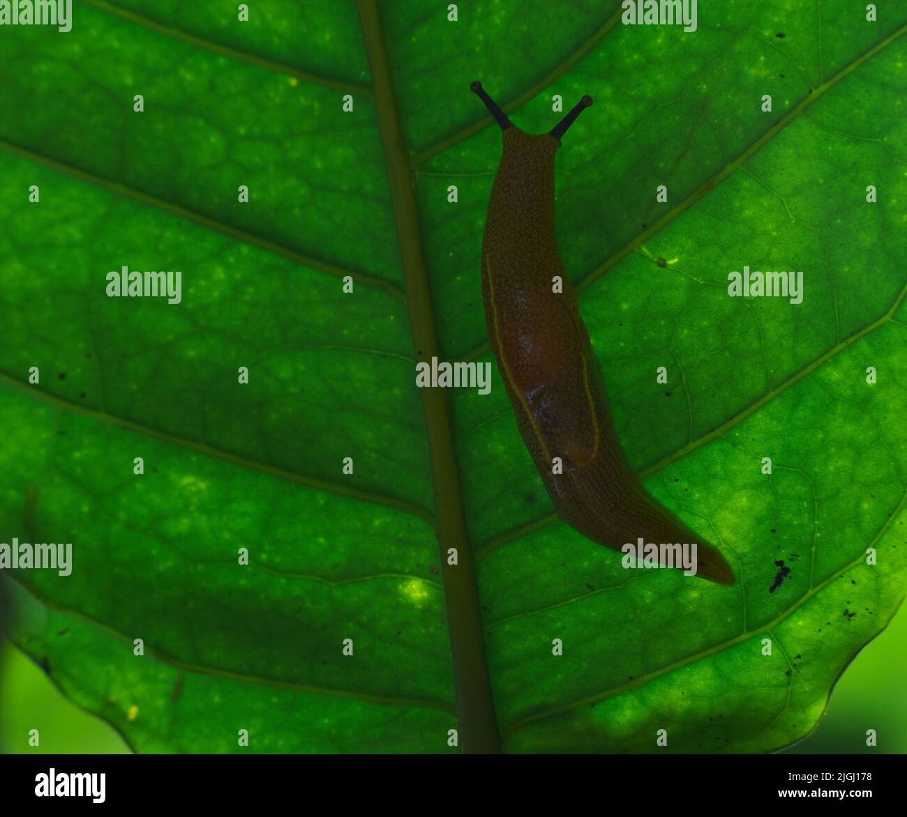 Snail on Leaf Back Stock Photo - Alamy