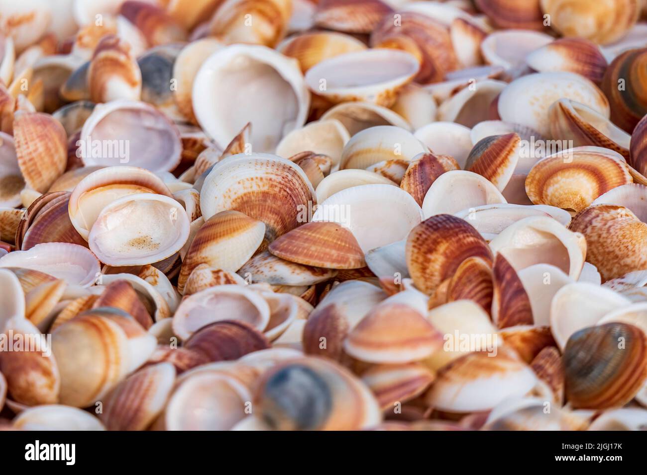 Cockle shells beach hi-res stock photography and images - Alamy