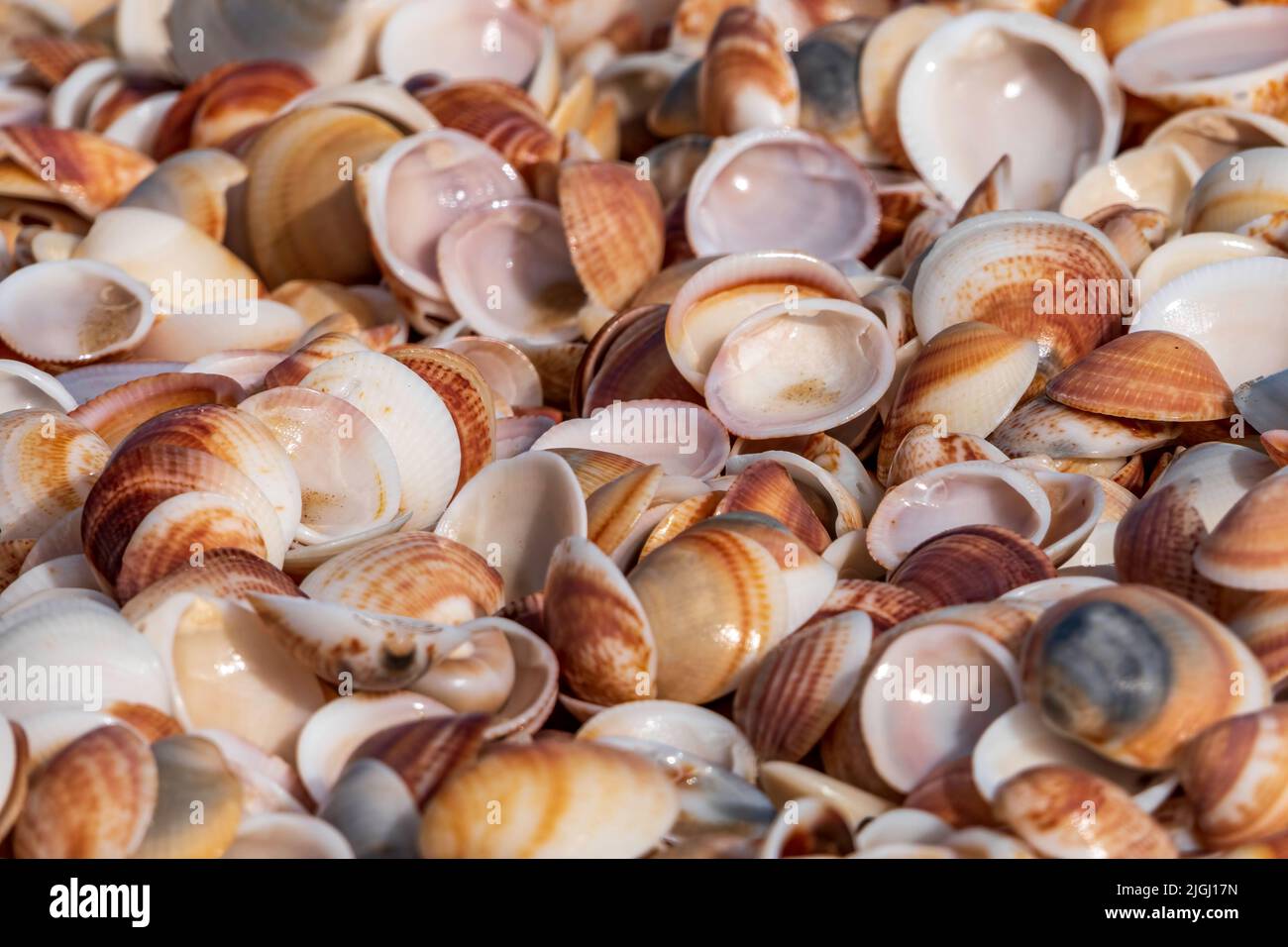 Cockle shells beach hi-res stock photography and images - Alamy