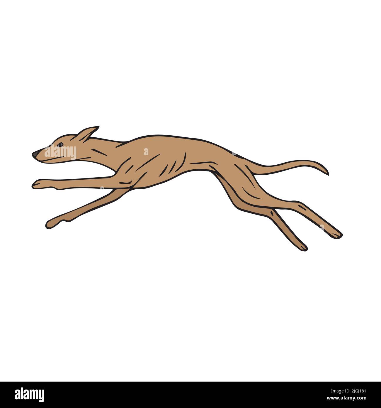 Cute whippet Cut Out Stock Images & Pictures - Alamy