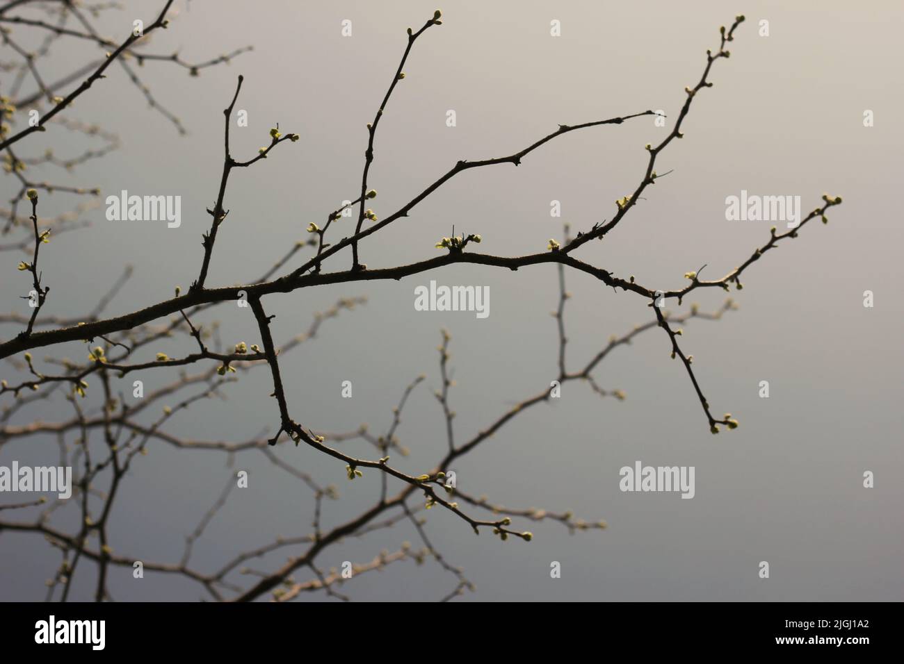 Fresh tiny spring bugs sprouting on a tree branch Stock Photo - Alamy