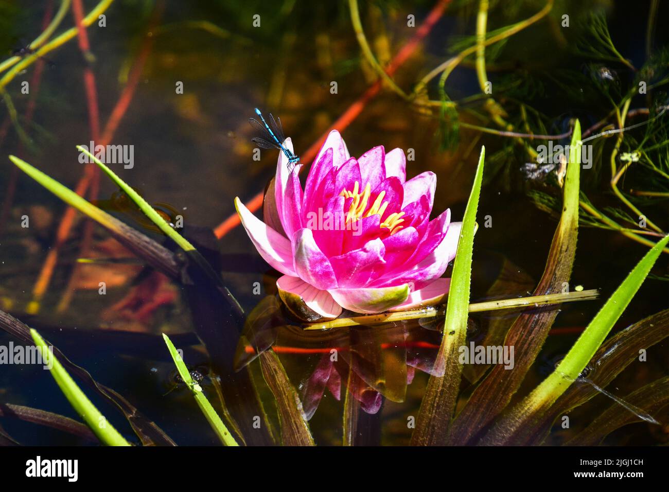 Damselfly on Water Lily Stock Photo - Alamy