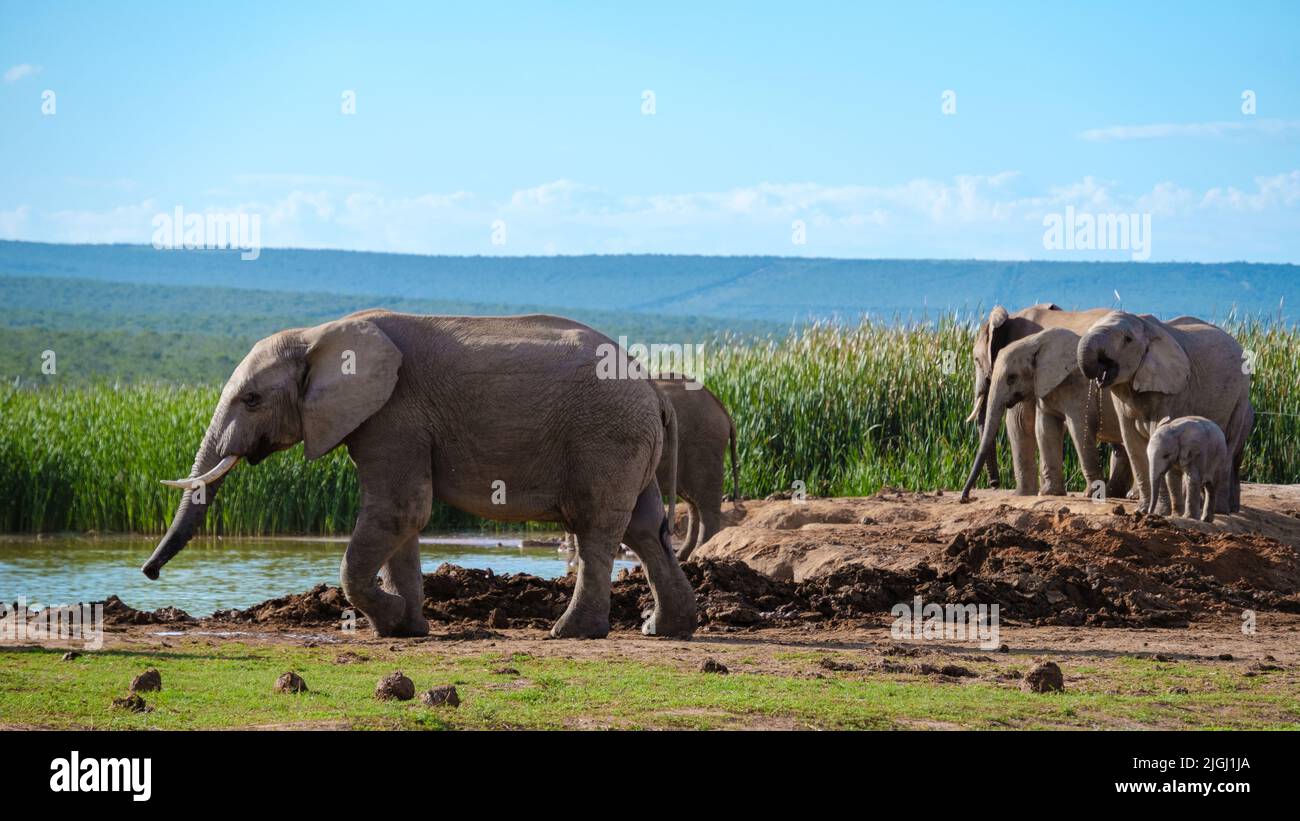 Elephants bathing, Addo Elephant Park South Africa, Family of Elephants ...