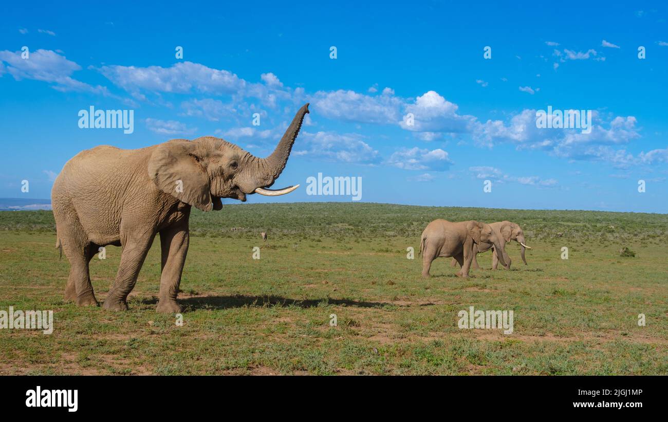 Elephants bathing, Addo Elephant Park South Africa, Family of Elephants ...