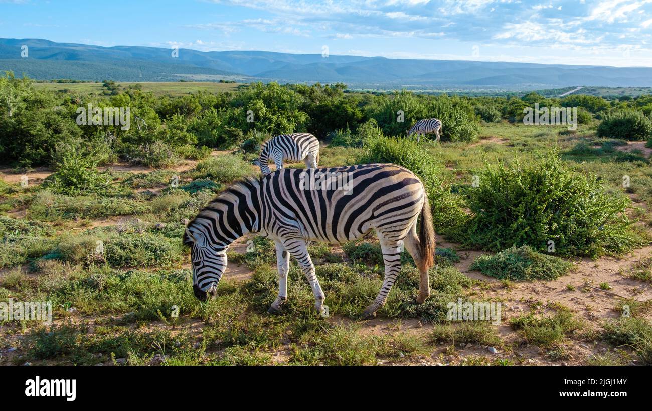 Azebra hi-res stock photography and images - Alamy