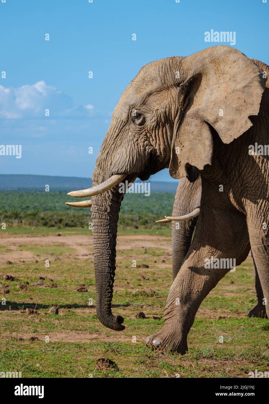 Elephants bathing, Addo Elephant Park South Africa, Family of Elephants ...