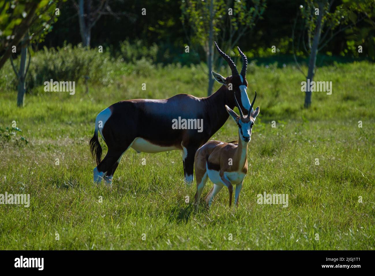 Addo Elephant park South Africa, Oryx, springbok at the savanna ...