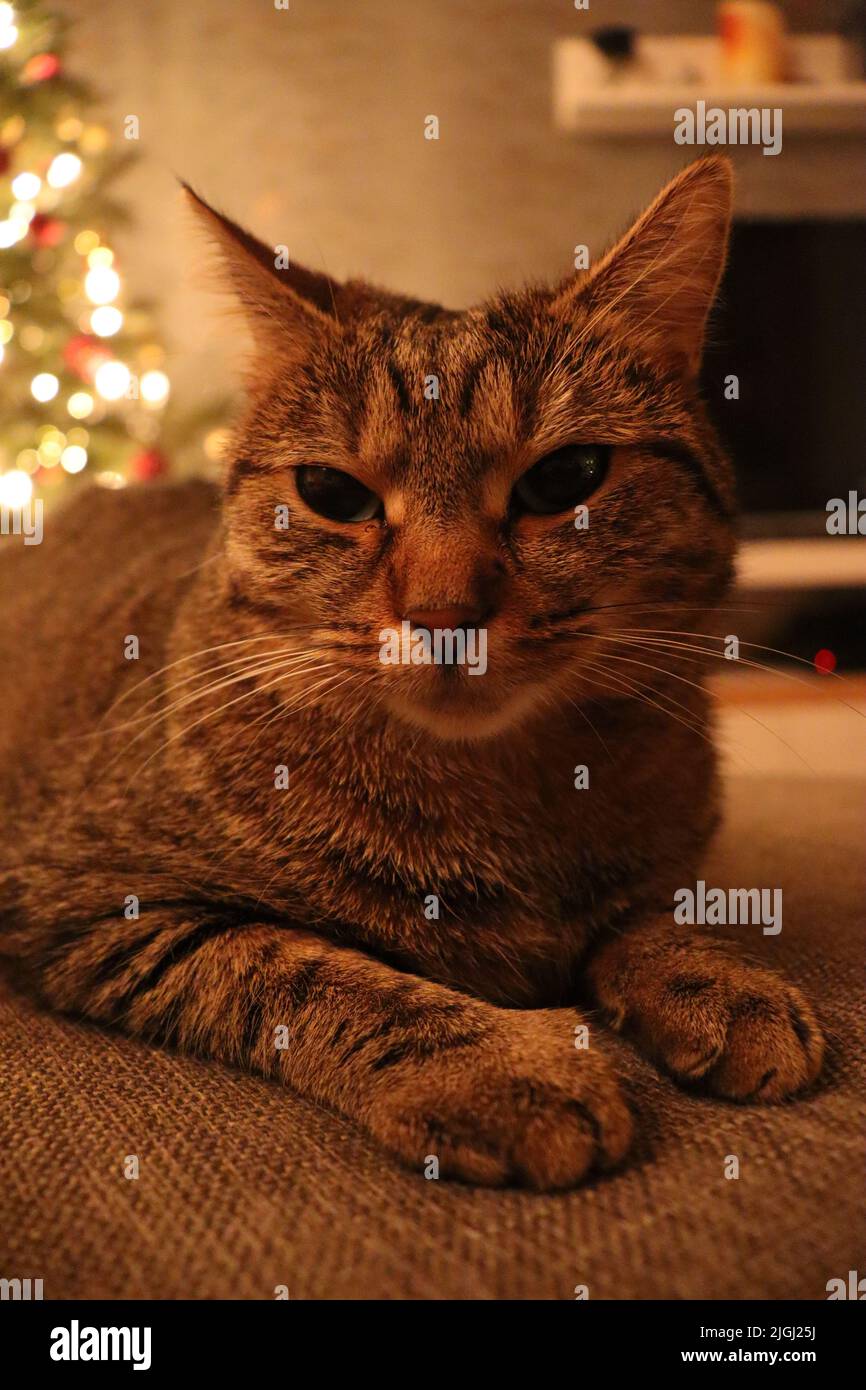 A closeup shot of a domestic cat laying on the carpet at home Stock ...