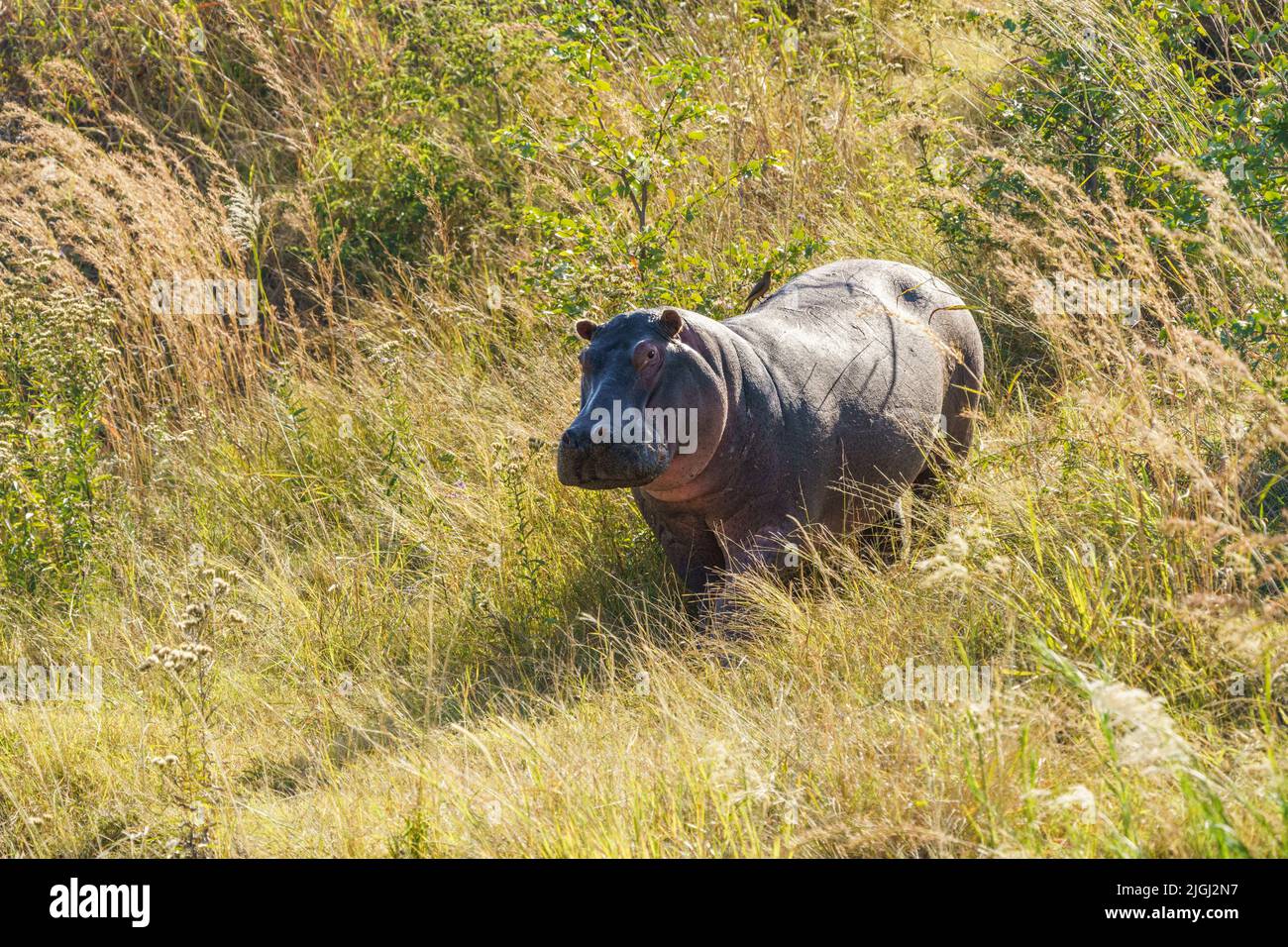 Hippo (Hippopotamus amphibius) stands on a hill. Hwange National Park ...