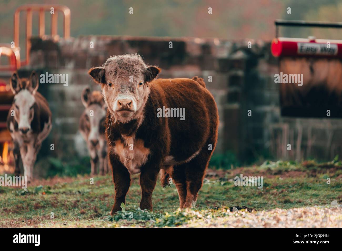 A fluffy brown cow calf on a rural field Stock Photo - Alamy