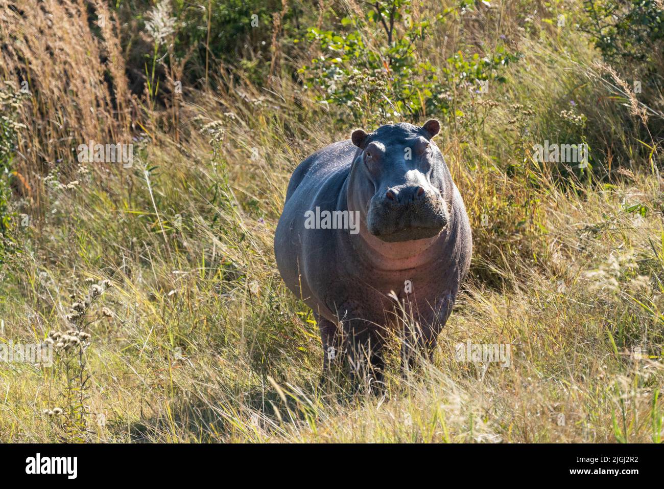 Hippo (Hippopotamus amphibius) stands outside water. Hwange National Park, Zimbabwe, Africa ...