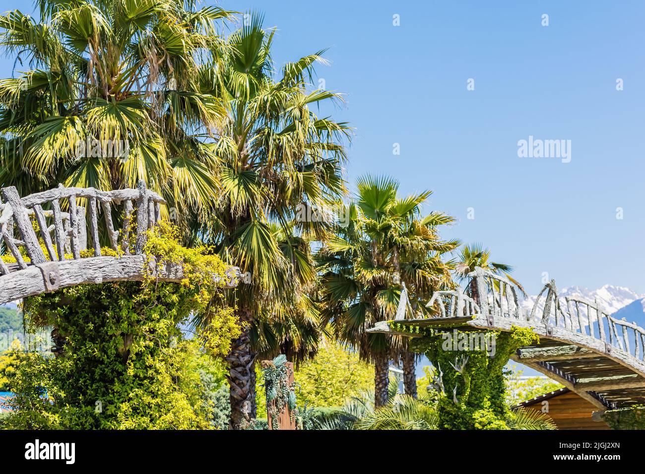 Wooden old destroyed bridge against the backdrop of high exotic palm ...