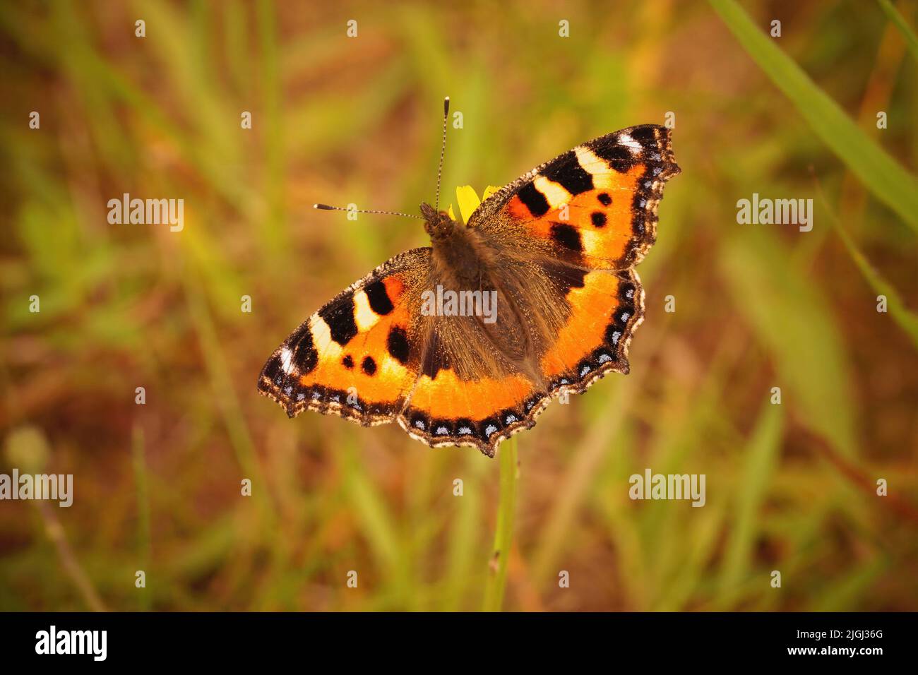 Closeup on the colorful orange Tortoiseshell butterfly,Aglais urticae ...