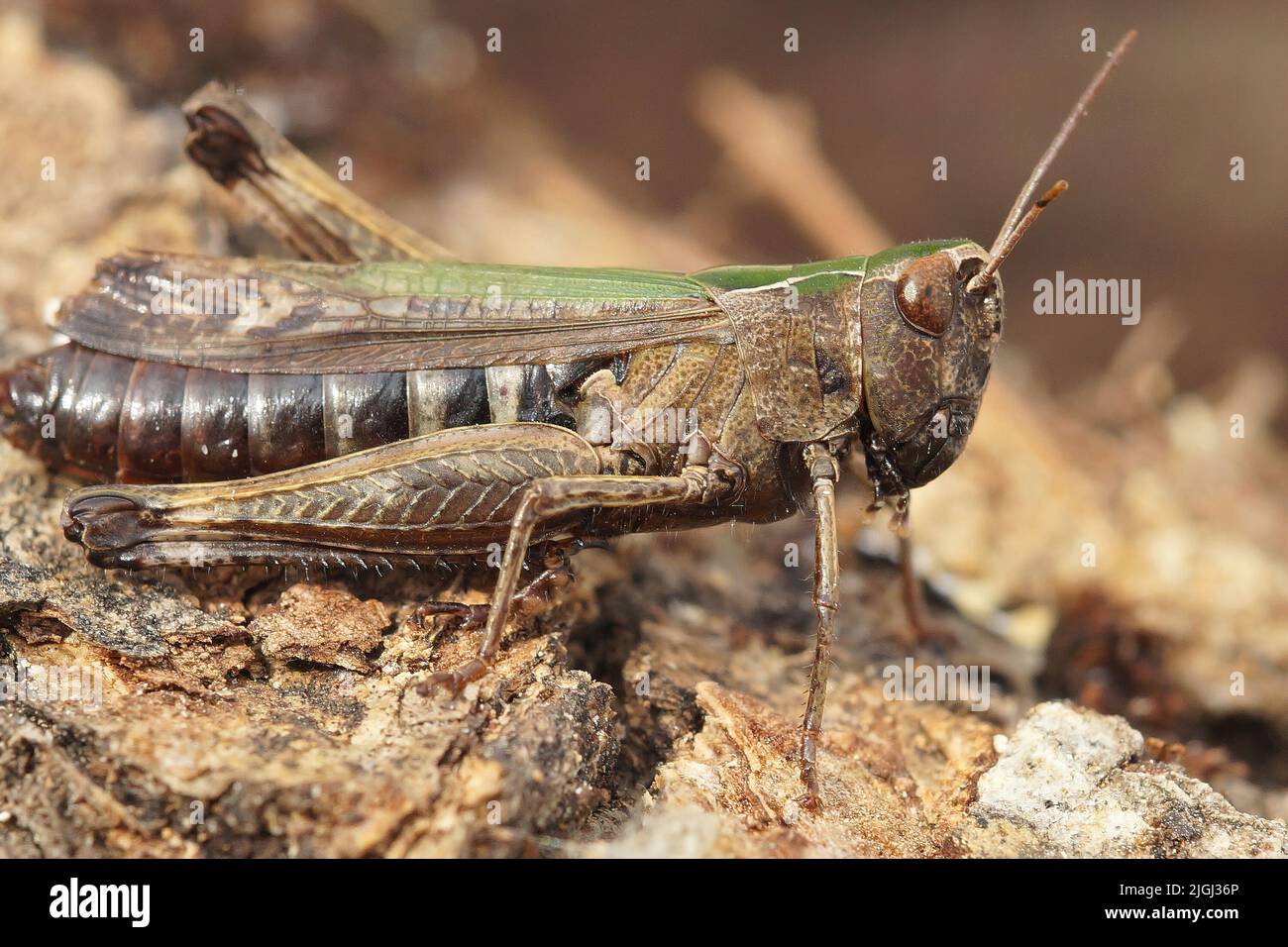 Detailed closeup on a dark black variant of the European woodland ...
