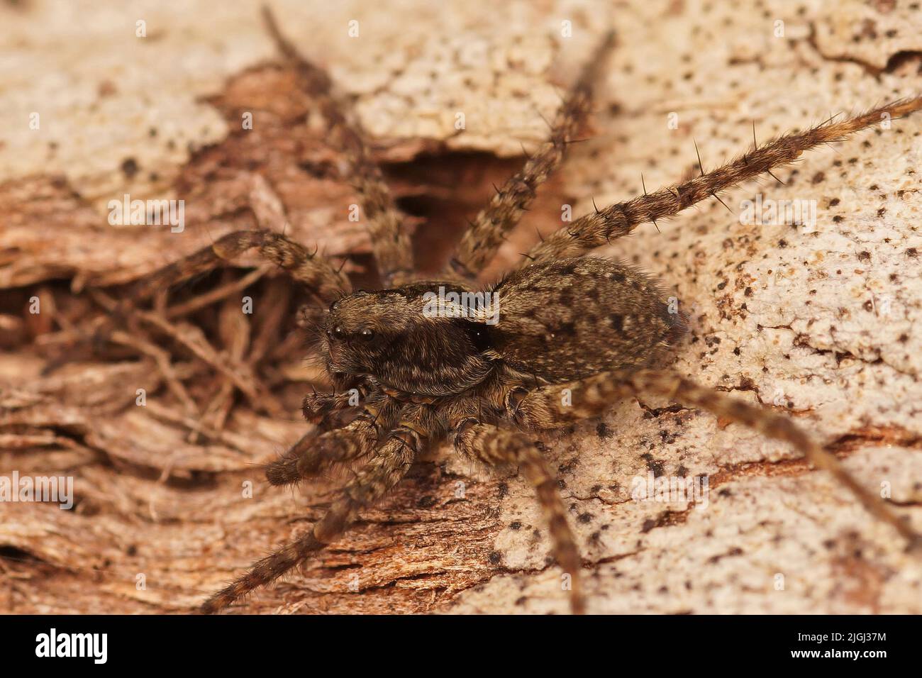Closeup on a spotted wolf spider, Pardosa amentata sitting on wood in ...