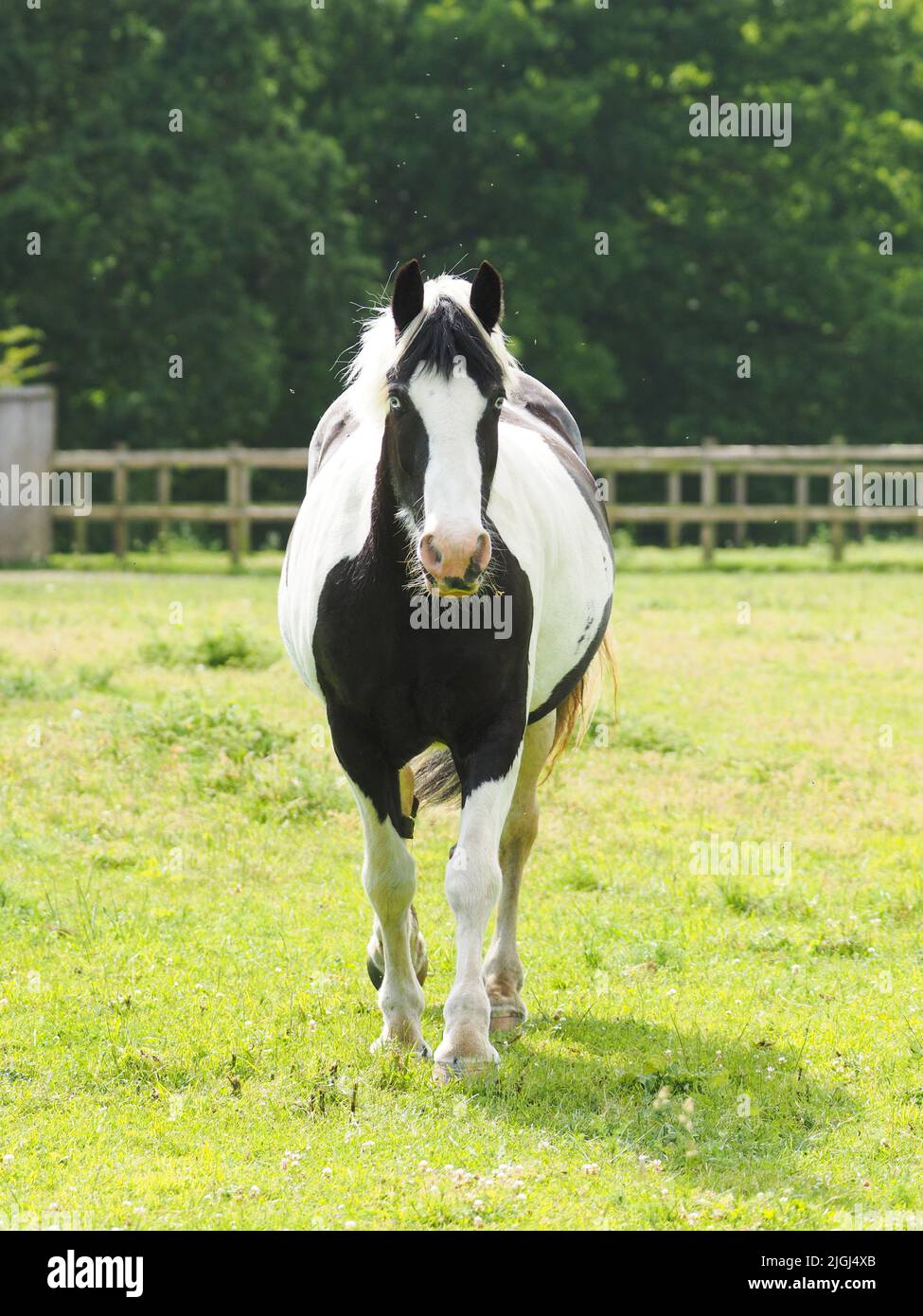 Piebald horse hi-res stock photography and images - Alamy