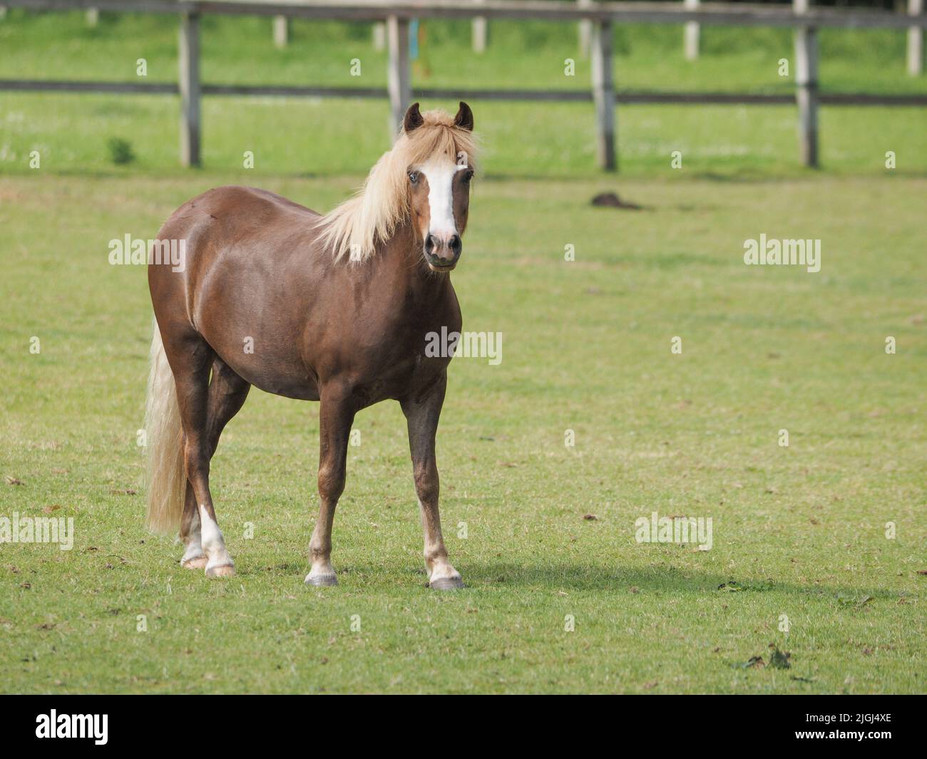 Chestnut pony hi-res stock photography and images - Alamy