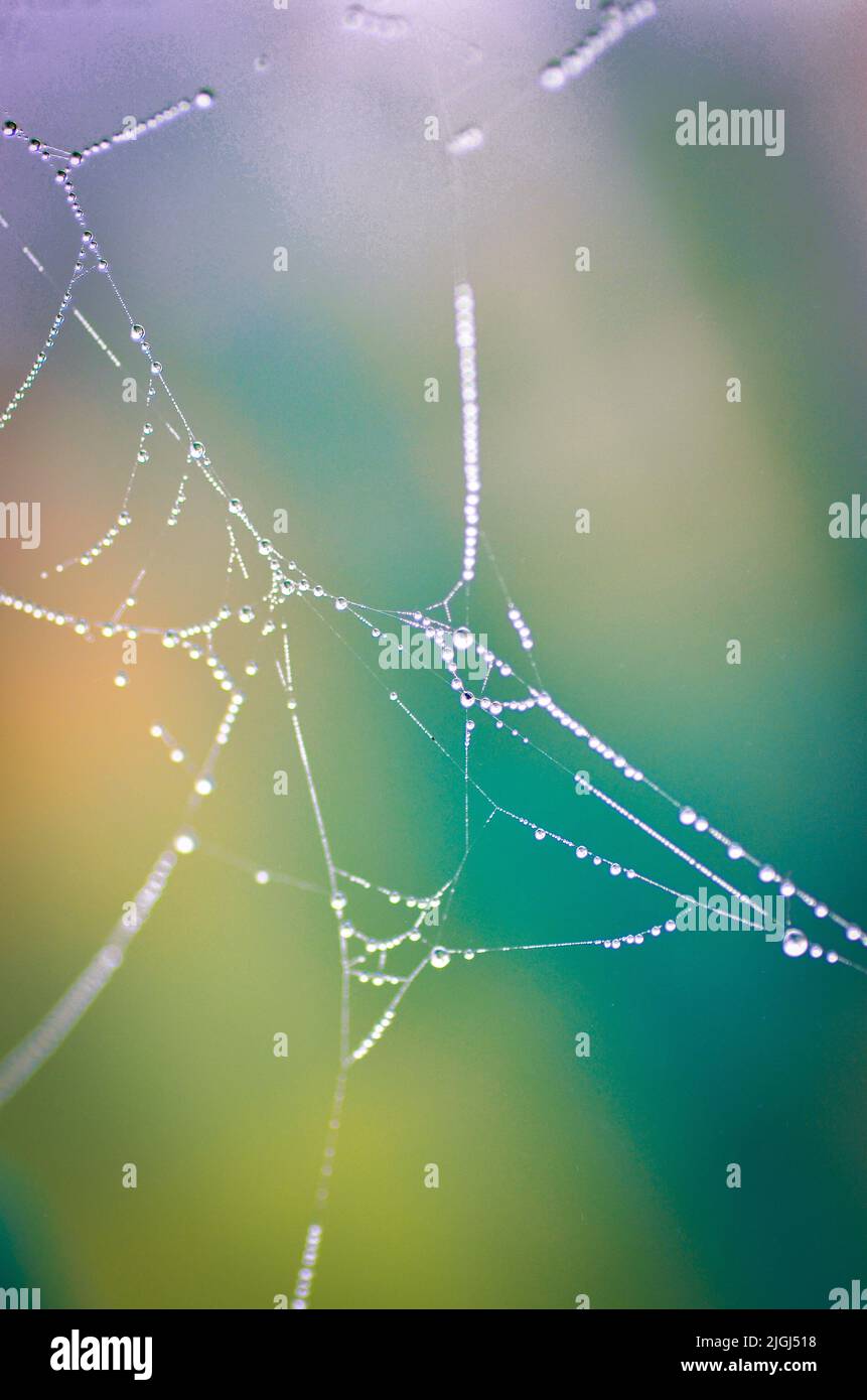 A vertical shot of a web cobweb on a blurred green background Stock ...