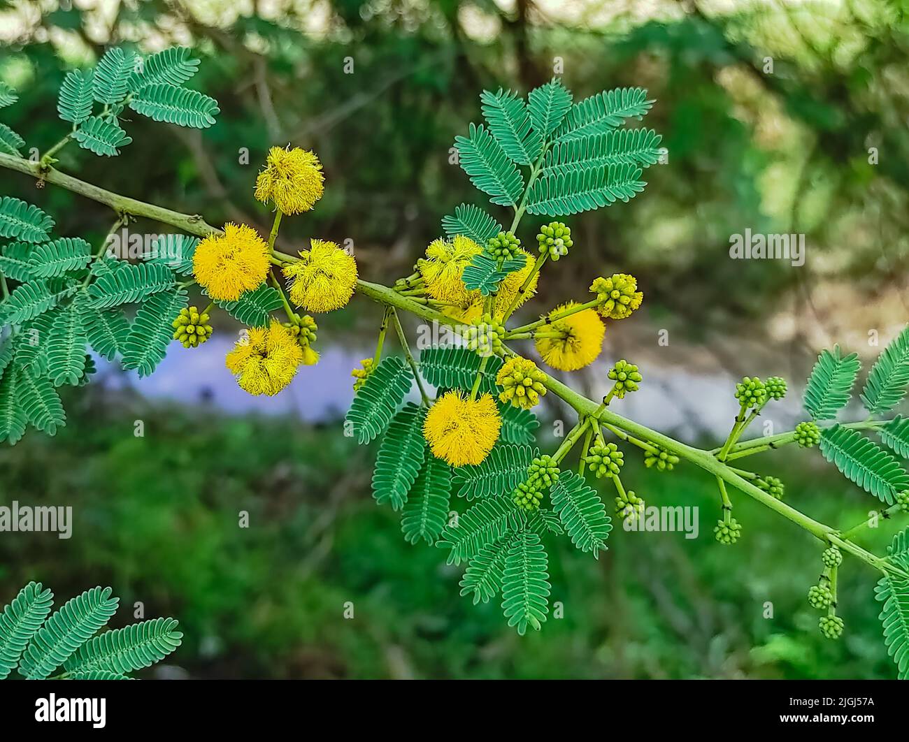 Babaria hi-res stock photography and images - Alamy