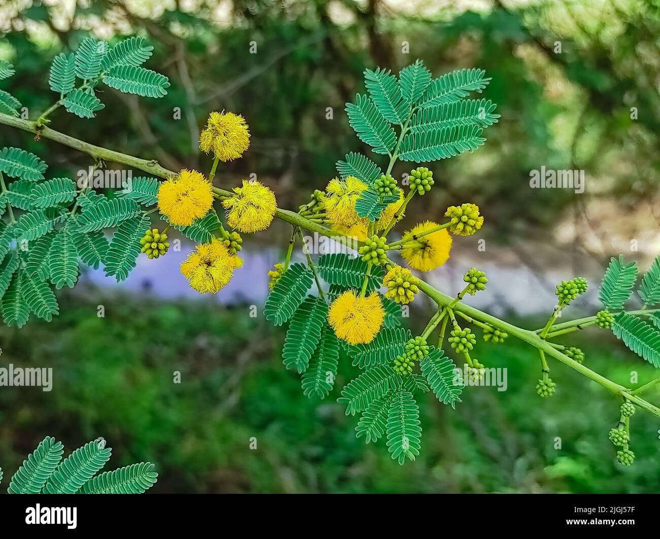 A Closeup Shot Of Babul Tree Brand New Flowers And Leave Stock Photo ...