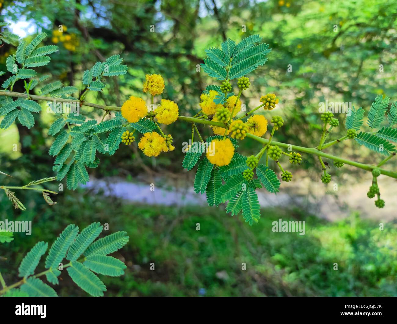 Babul flowers hi-res stock photography and images - Alamy