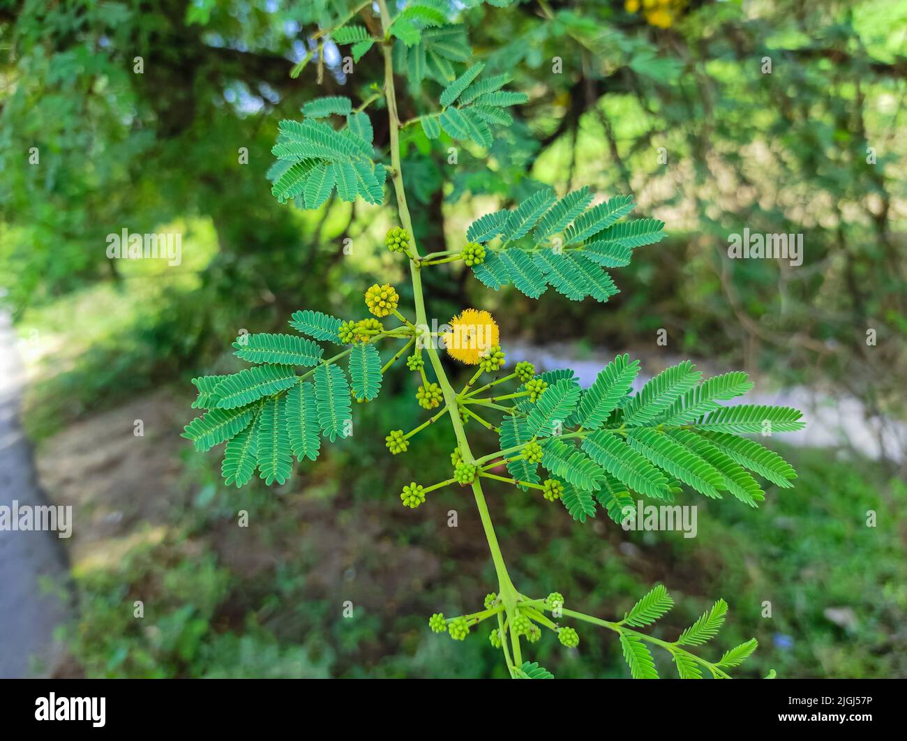 Babula hi-res stock photography and images - Alamy
