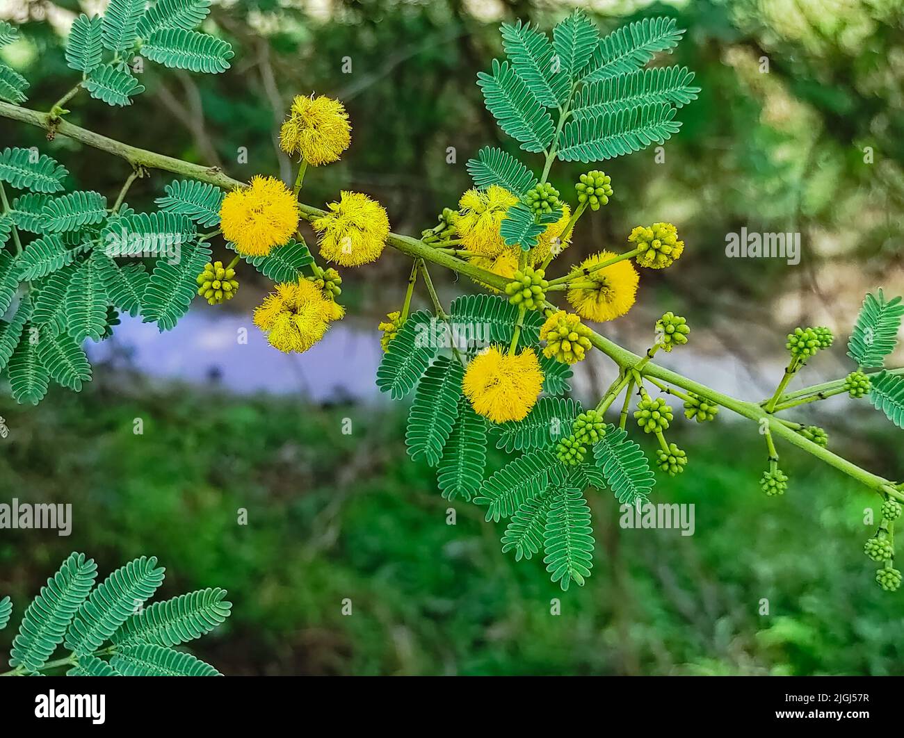 Acacia nilotica babul tree india hi-res stock photography and images ...