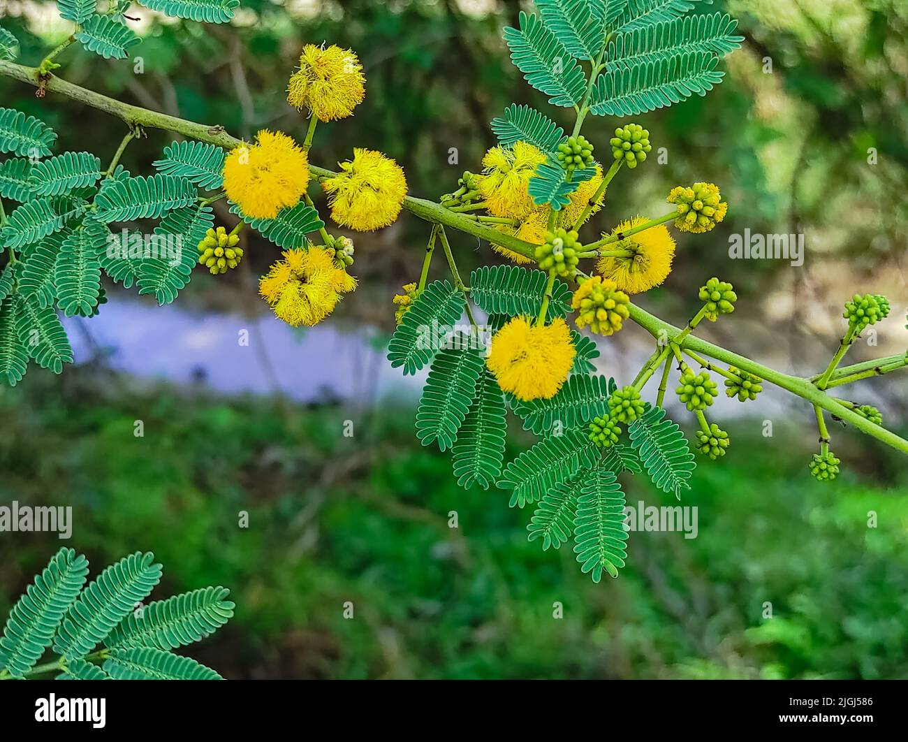 Babul flowers hi-res stock photography and images - Alamy