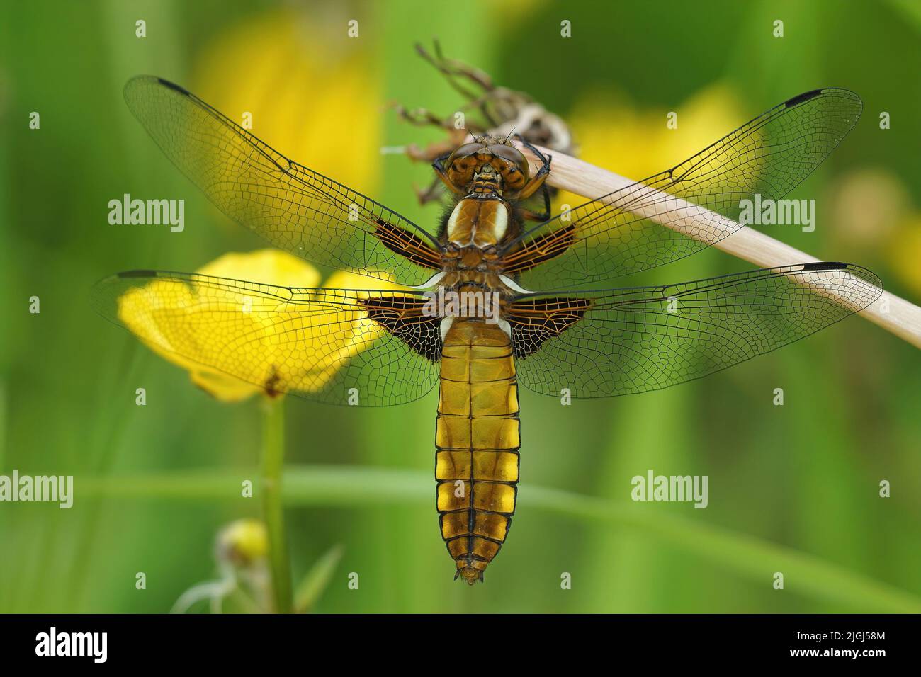 Detailed closeup on a broad -bodied chaser dragonfly, Libellula ...