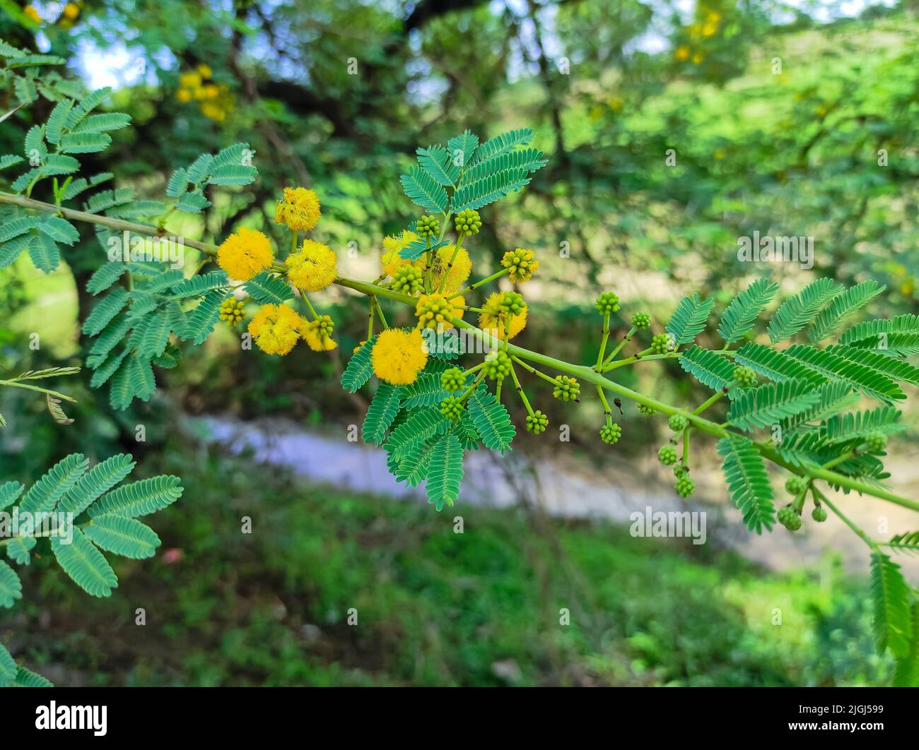 Acacia leave hi-res stock photography and images - Alamy