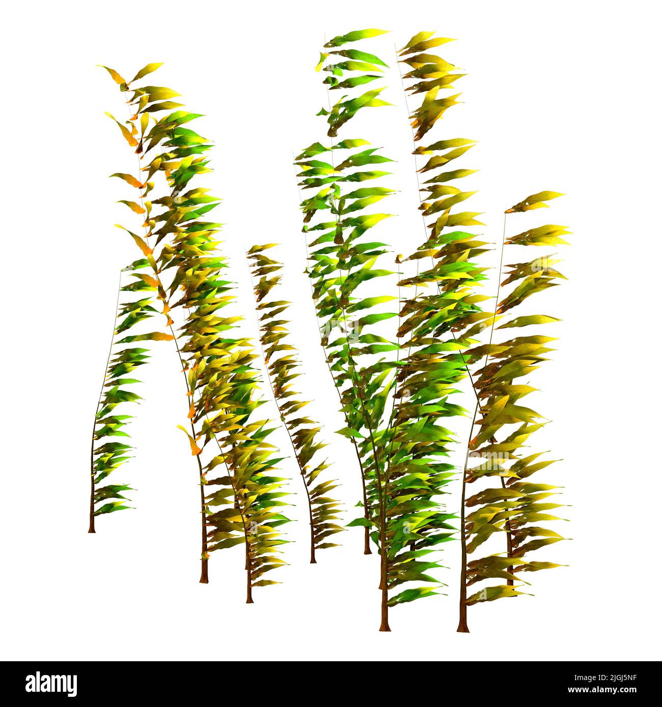 3D rendering of underwater kelp isolated on white background Stock ...