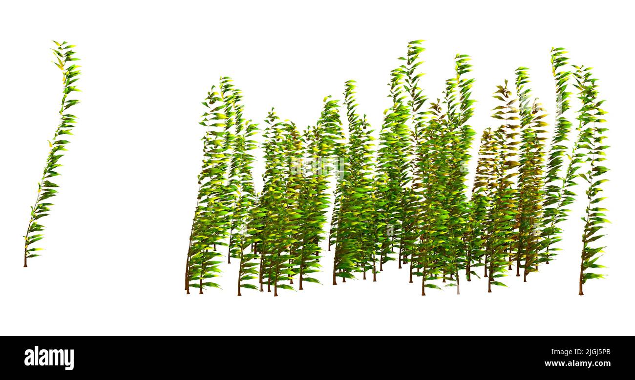 3D rendering of underwater kelp isolated on white background Stock ...