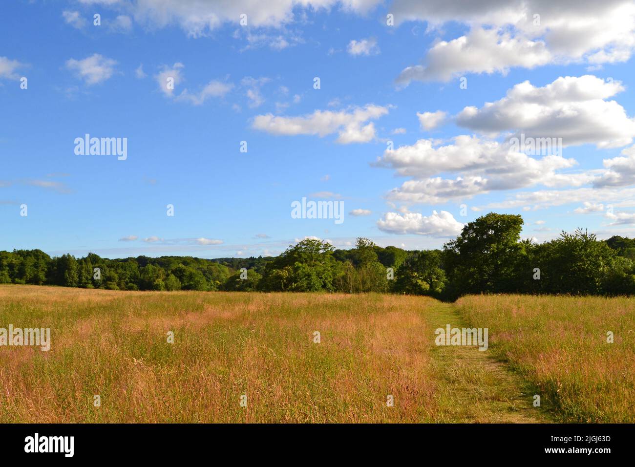 Fields, woods and blue sky around Downe and Cudham, Kent, England ...